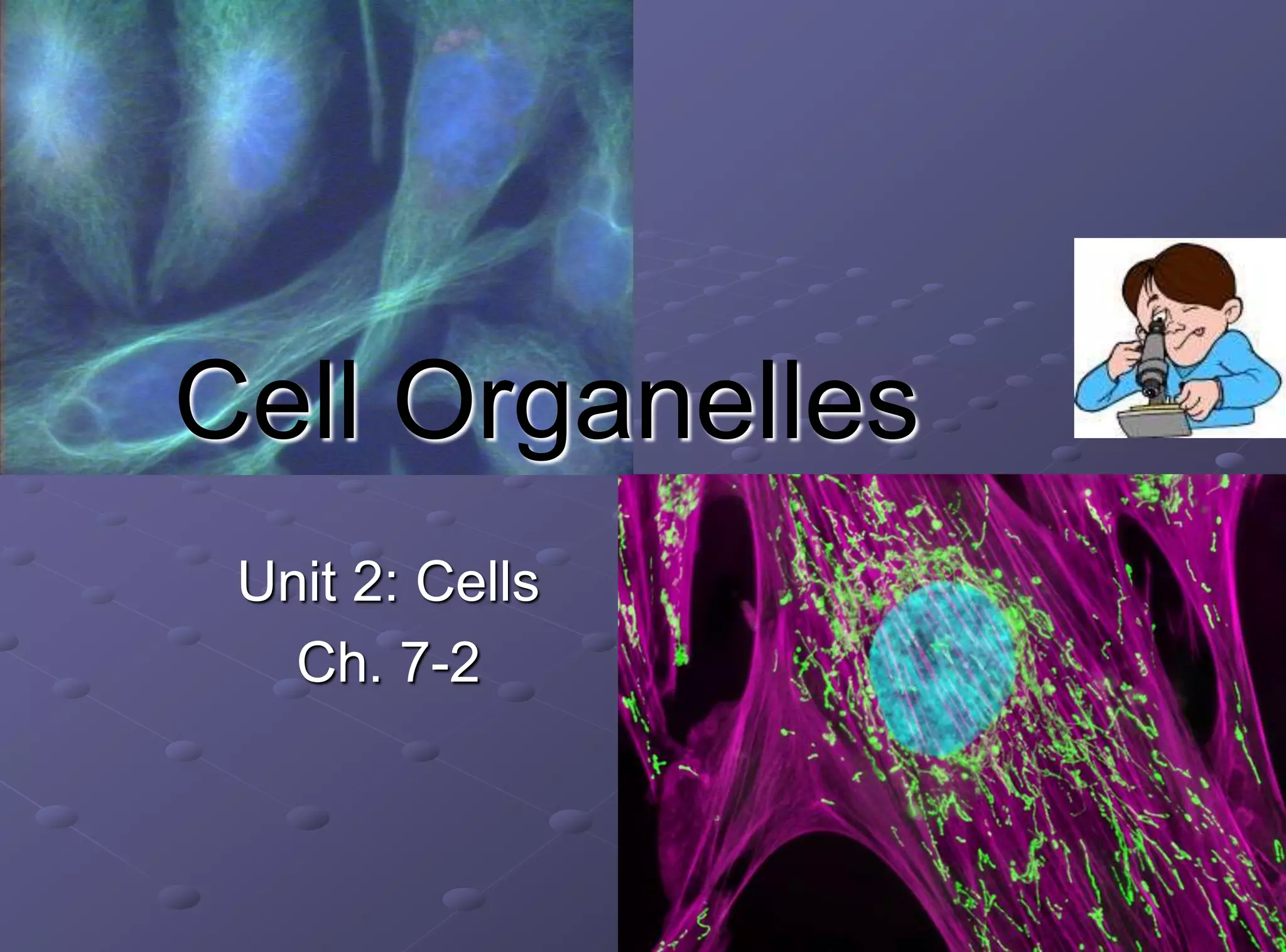 cell_organelles_11.ppt | Biological Sciences | Science