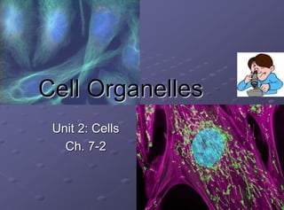 cell_organelles_11.ppt | Biological Sciences | Science