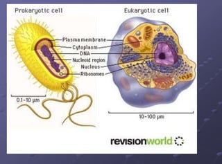 cell_organelles_11.ppt | Biological Sciences | Science