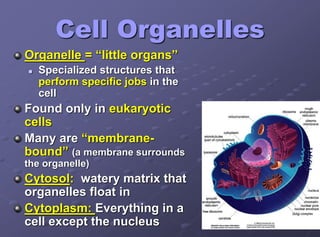 cell_organelles_11.ppt