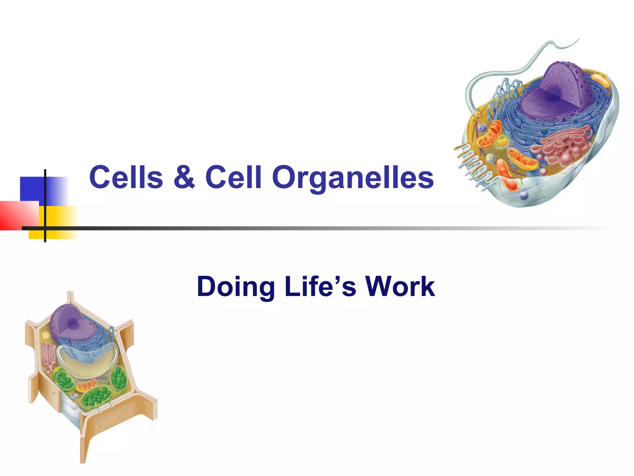Cell organelles2012 | PPT