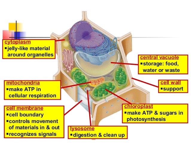 Cell organelles2012