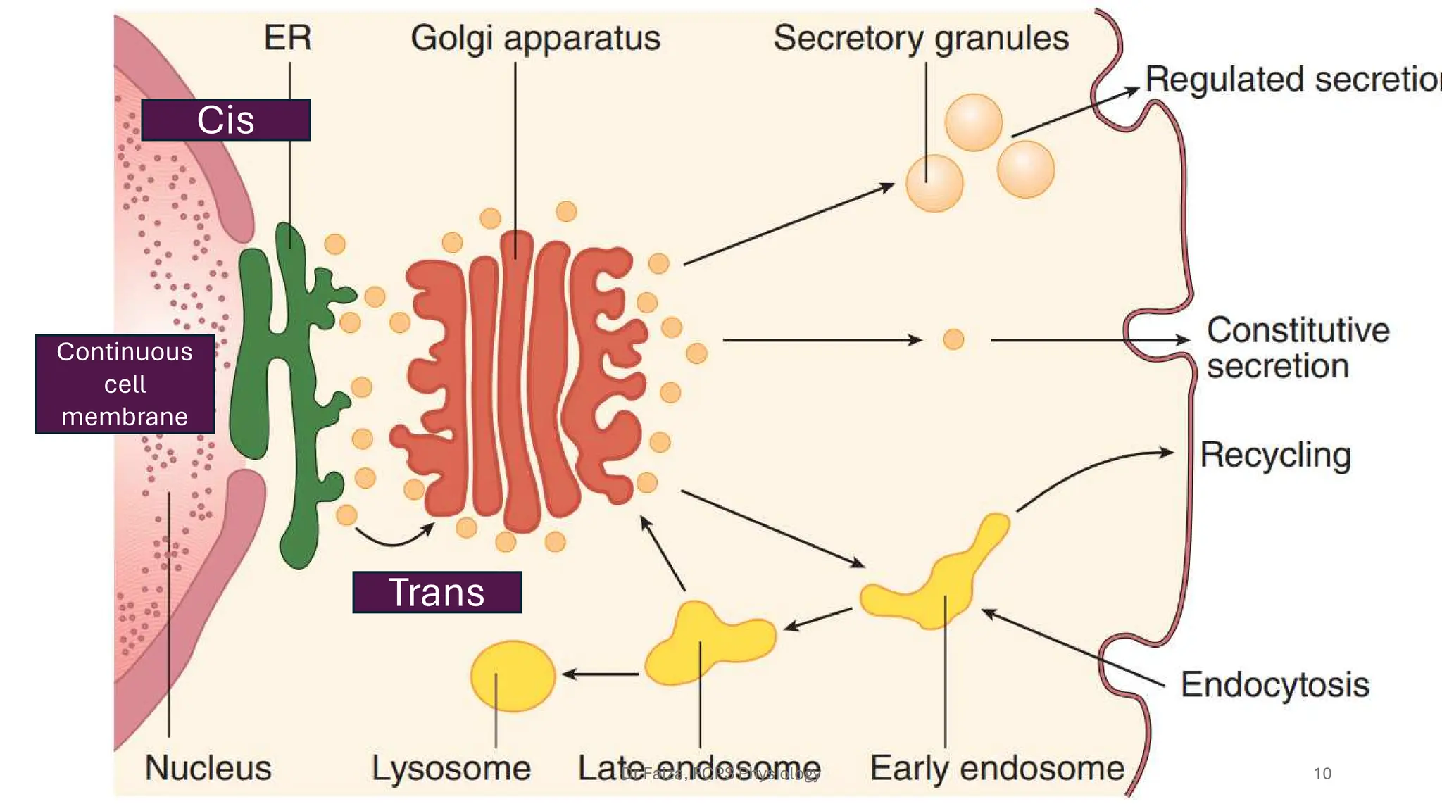 Cell Organelles Physiology/Cell Anatomy/Cell Biology_Dr Faiza.pdf