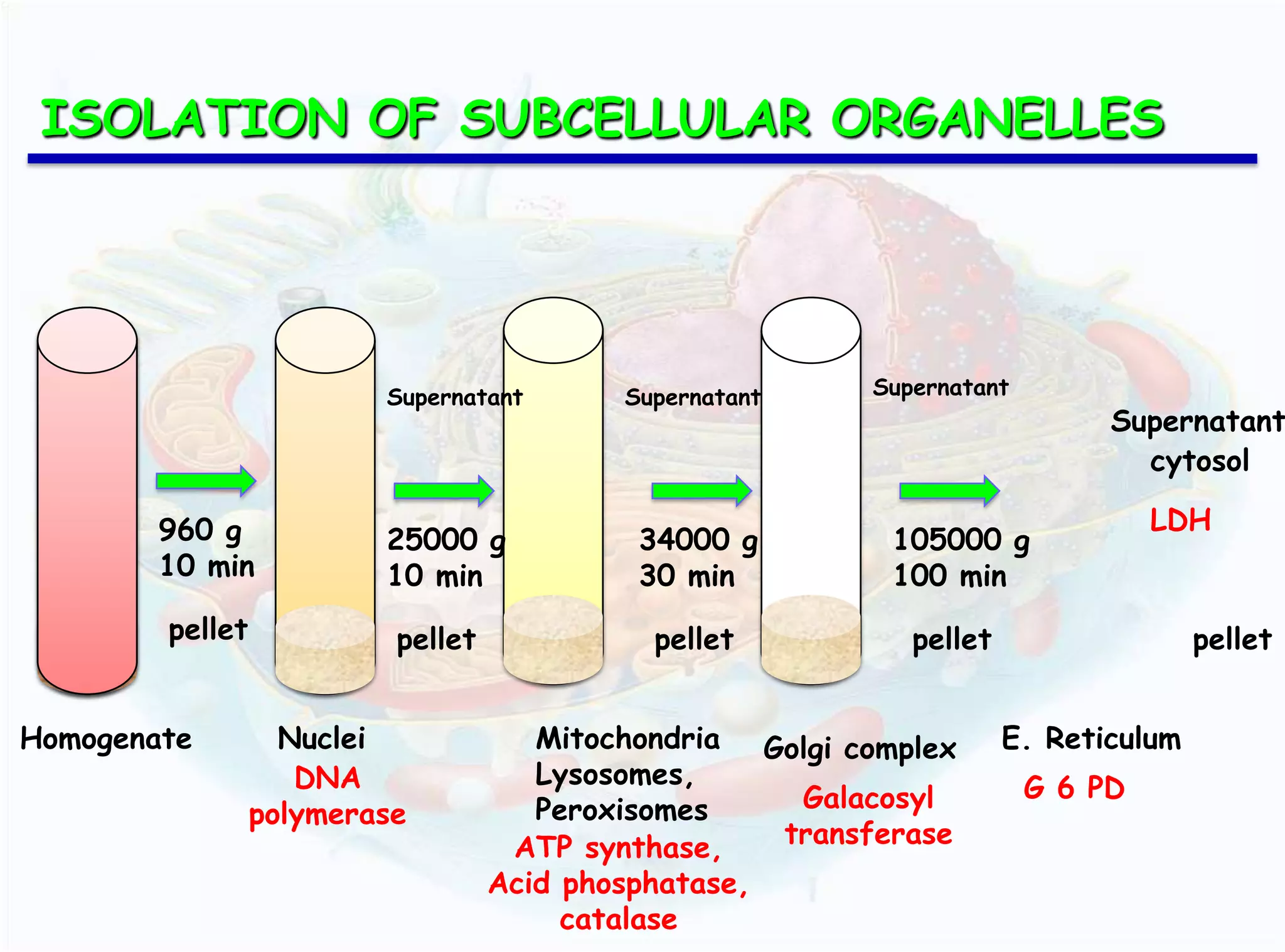 Cell and cell organelles | PPTX