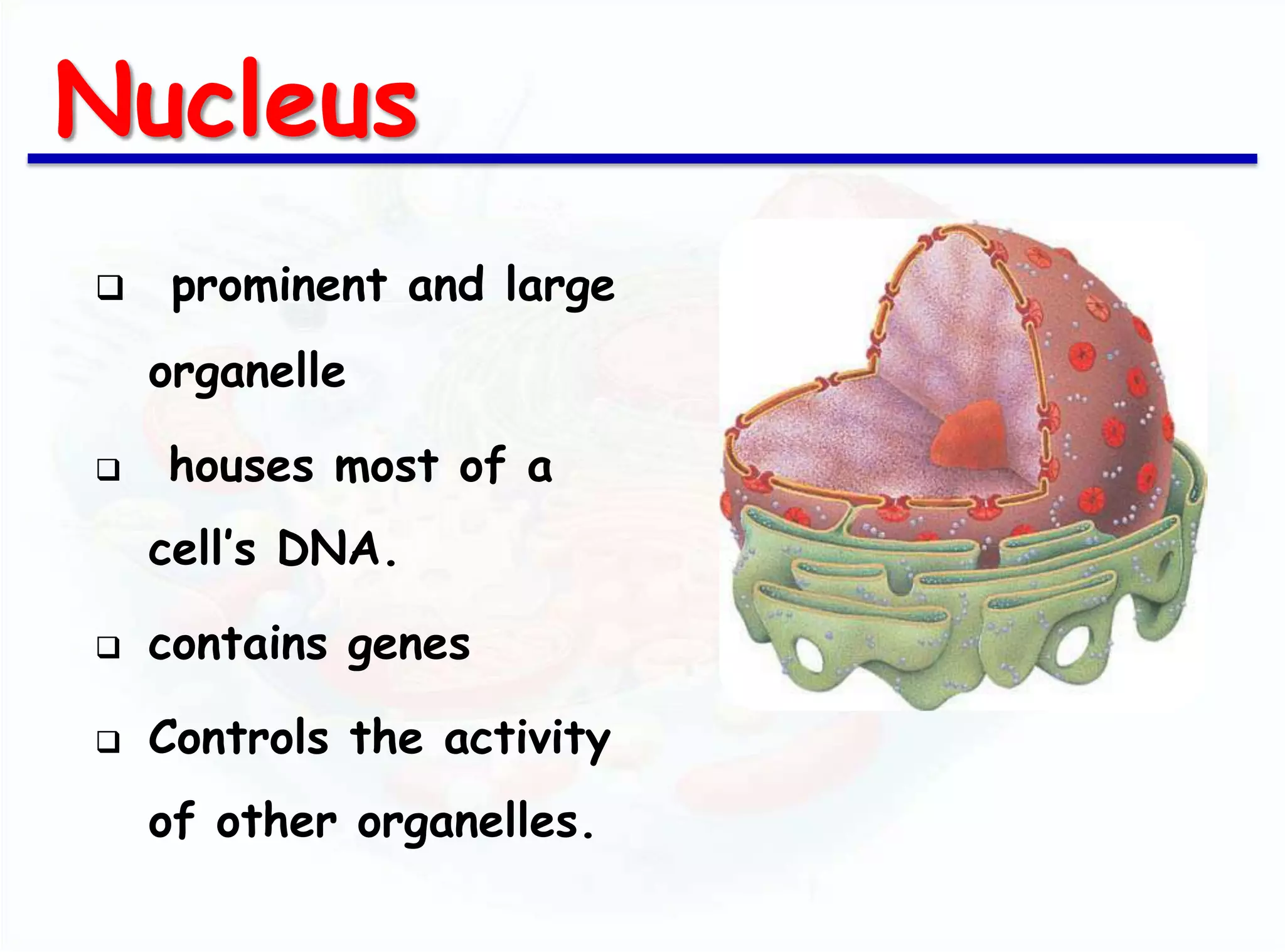 Cell and cell organelles | PPTX