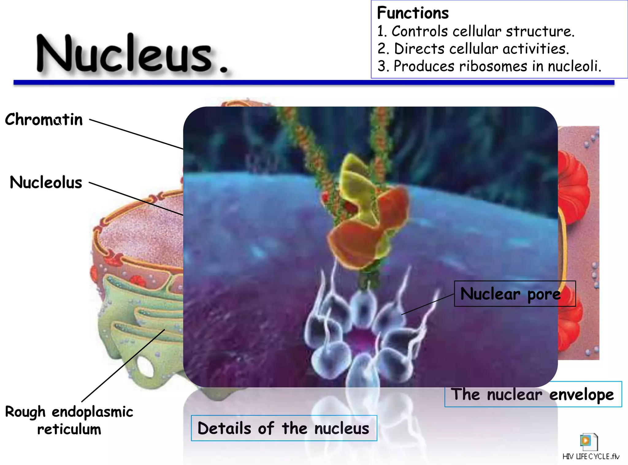 Cell and cell organelles | PPTX