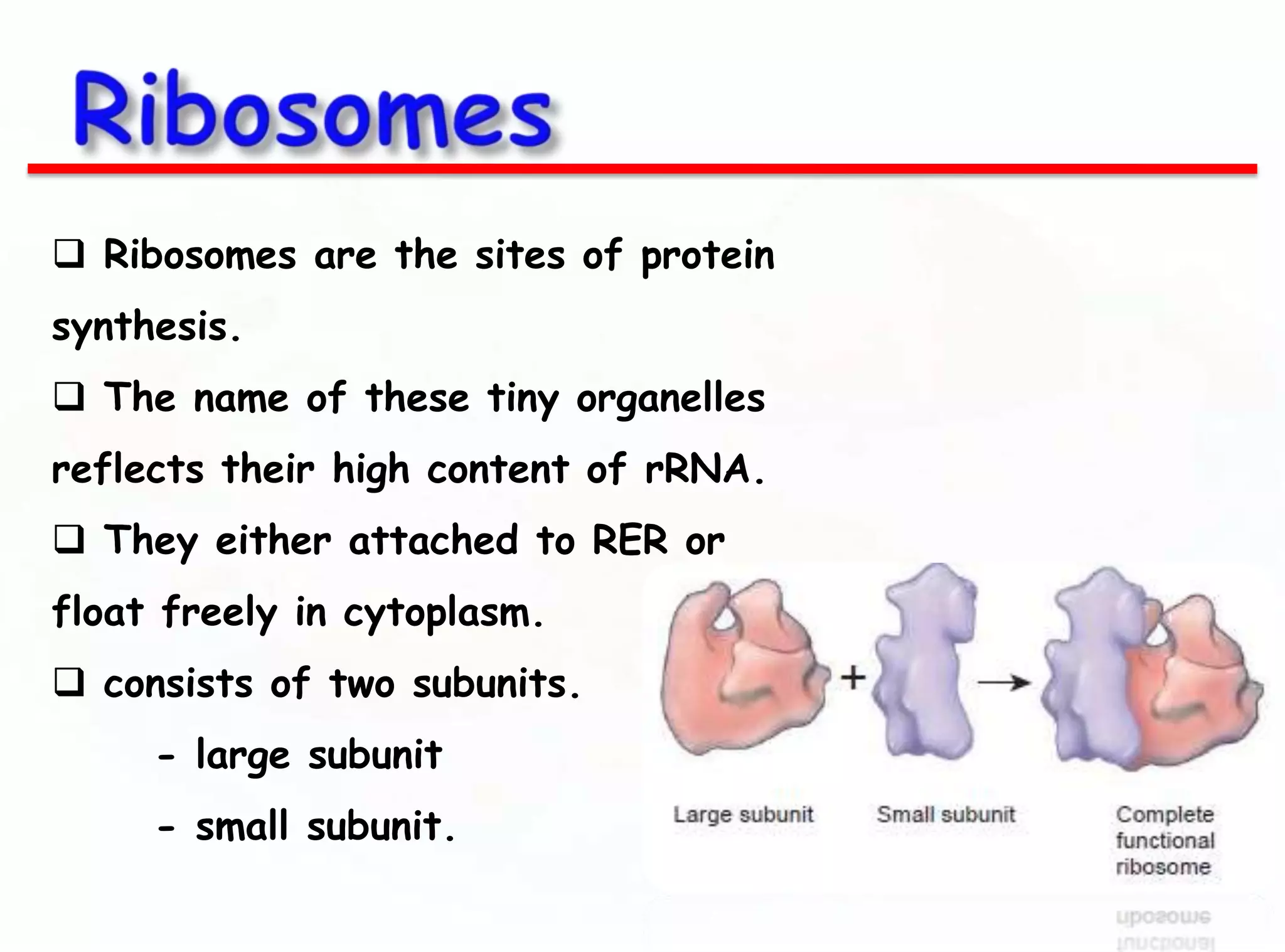Cell and cell organelles | PPTX