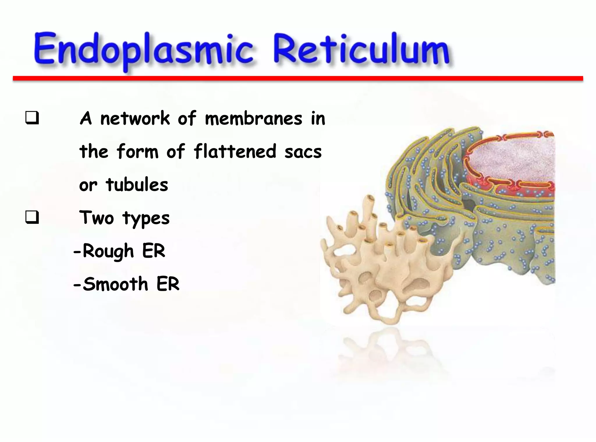 Cell and cell organelles | PPTX