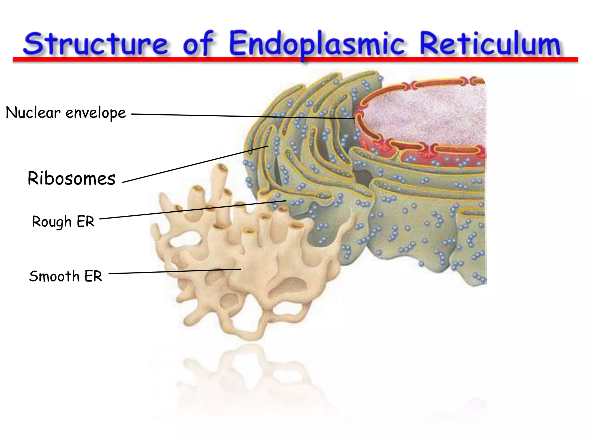 Cell and cell organelles | PPTX