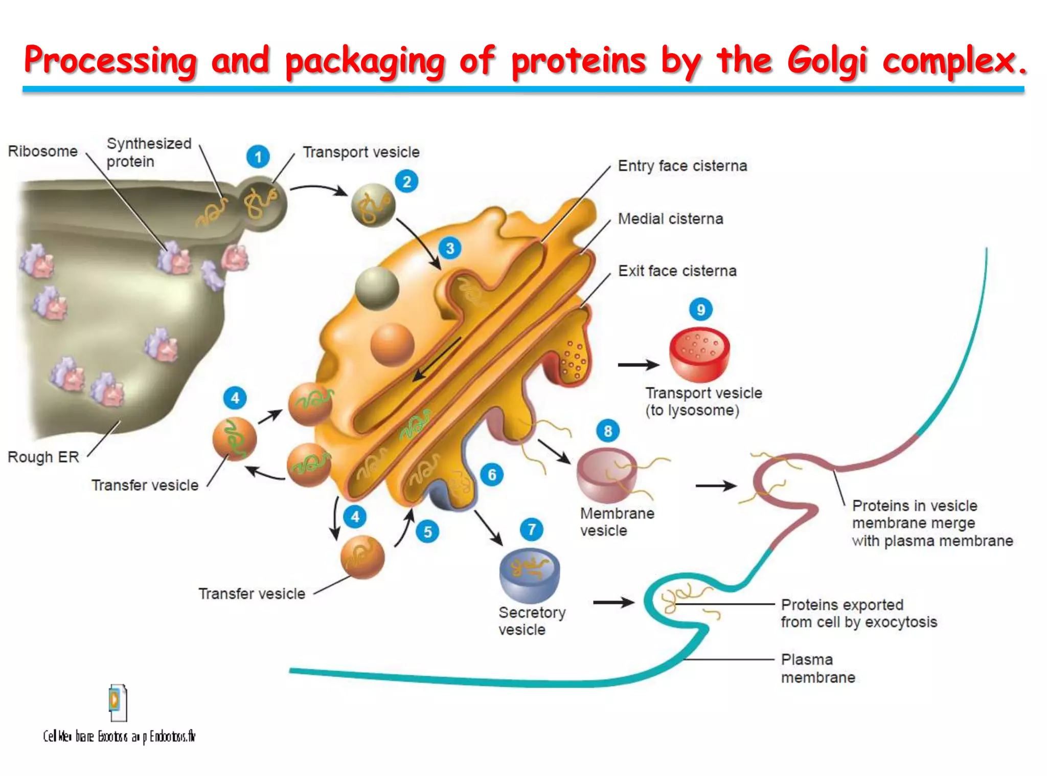 Cell and cell organelles | PPTX