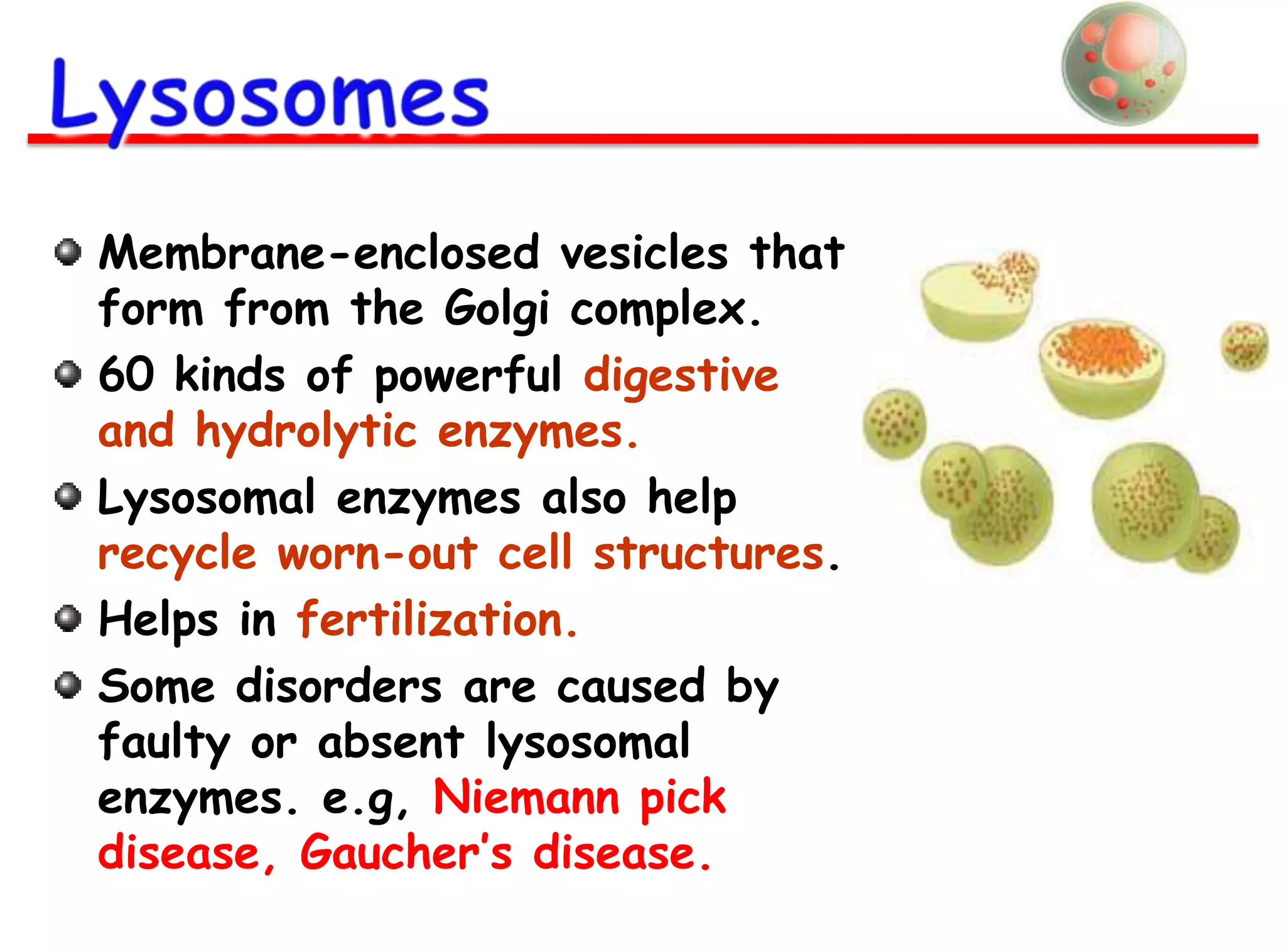 Cell and cell organelles | PPTX