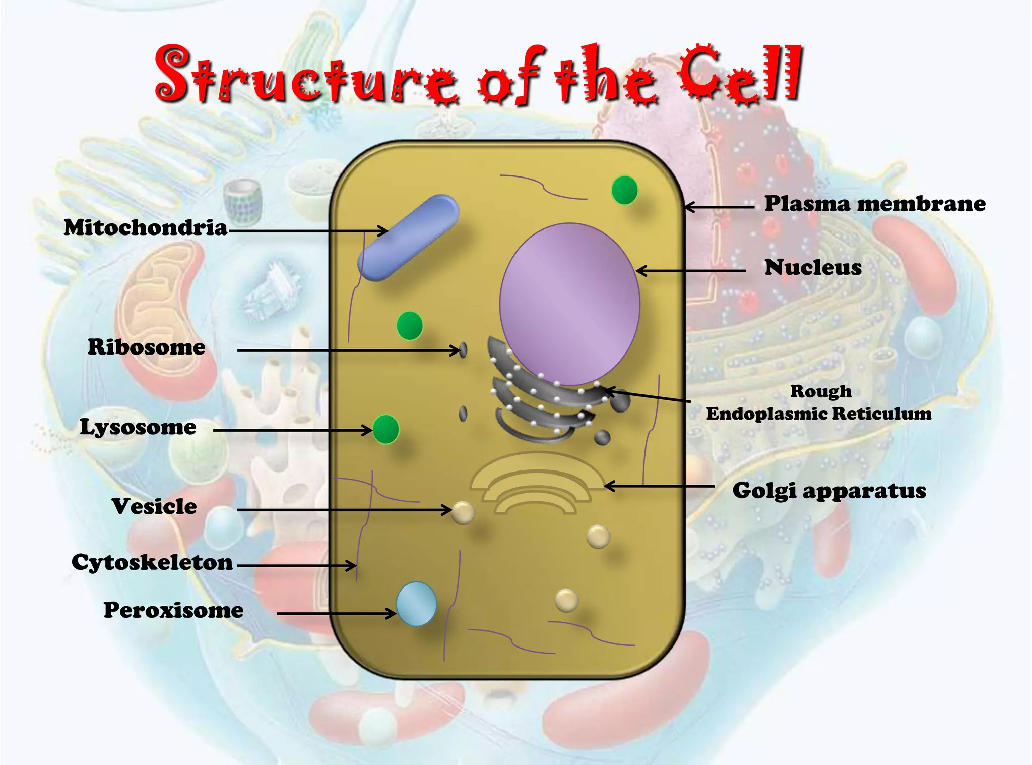 Cell and cell organelles | PPTX