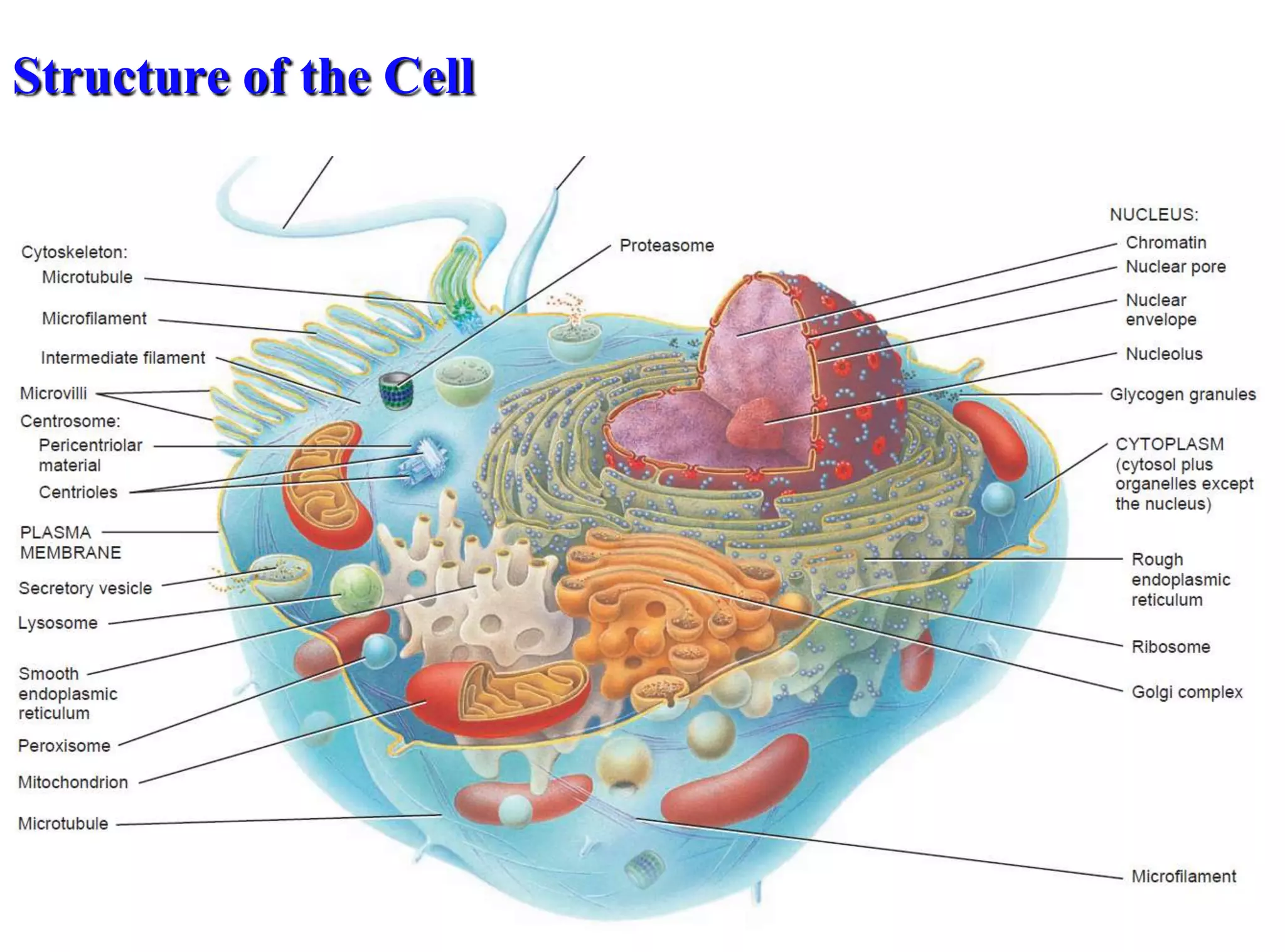 Cell and cell organelles | PPTX