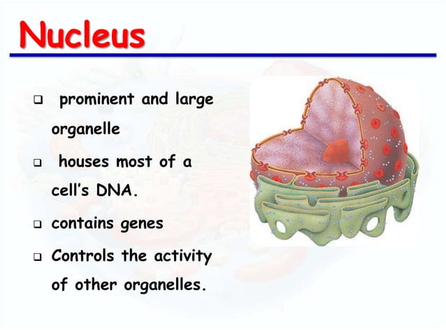 Cell and cell organelles | PPTX | Biological Sciences | Science