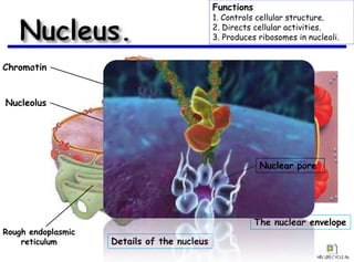 Cell and cell organelles | PPTX