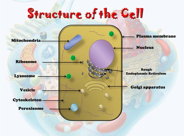 Cell and cell organelles | PPTX | Biological Sciences | Science