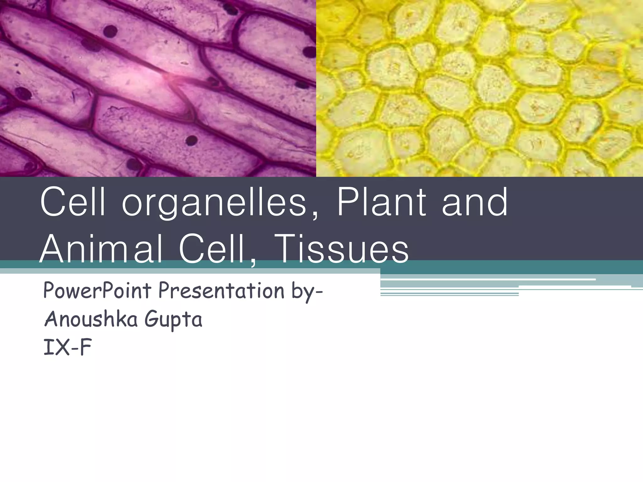 Cell organelles, plant and animal cell, | PPT