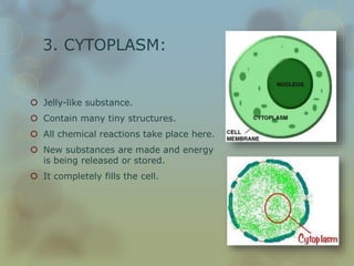 Cell organelles,prepared by Saliha Rais, for grade 5 | PPTX