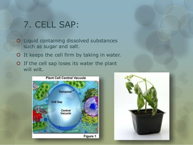 Cell organelles,prepared by Saliha Rais, for grade 5