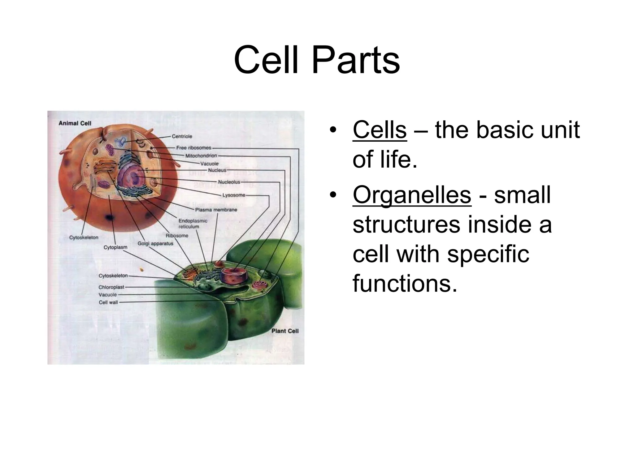 Cell_Organelles_Presentation.pptx