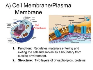Cell_Organelles_Presentation.pptx