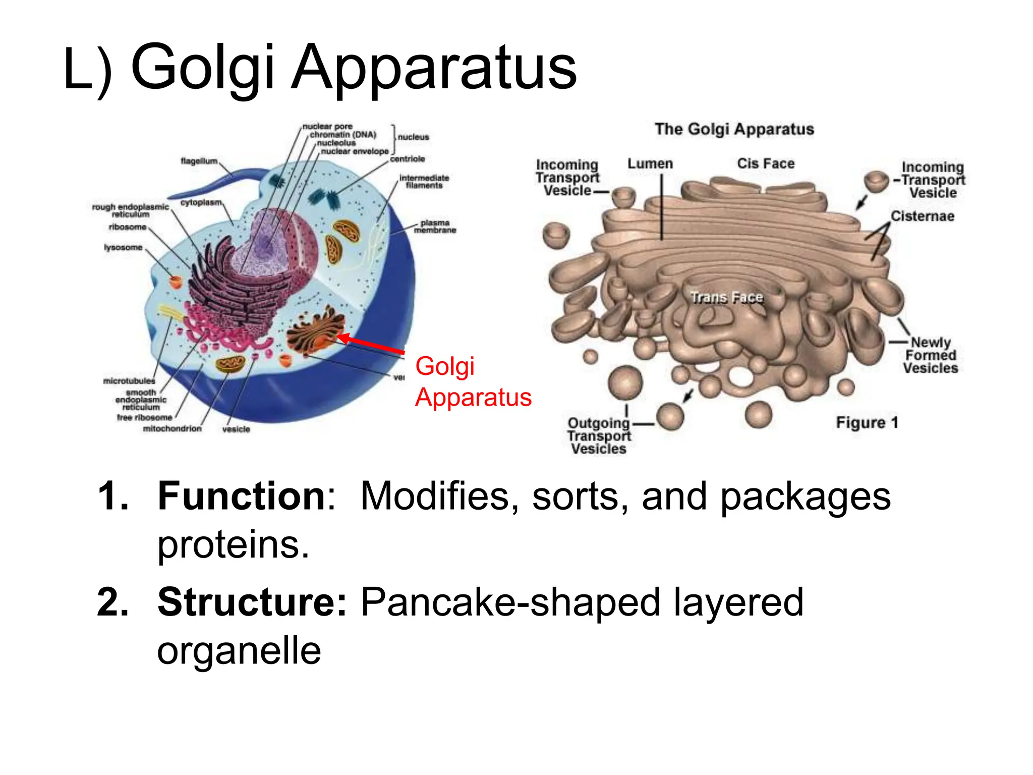Cell_Organelles_Presentation and Cell Analogy Activity.pptx ...