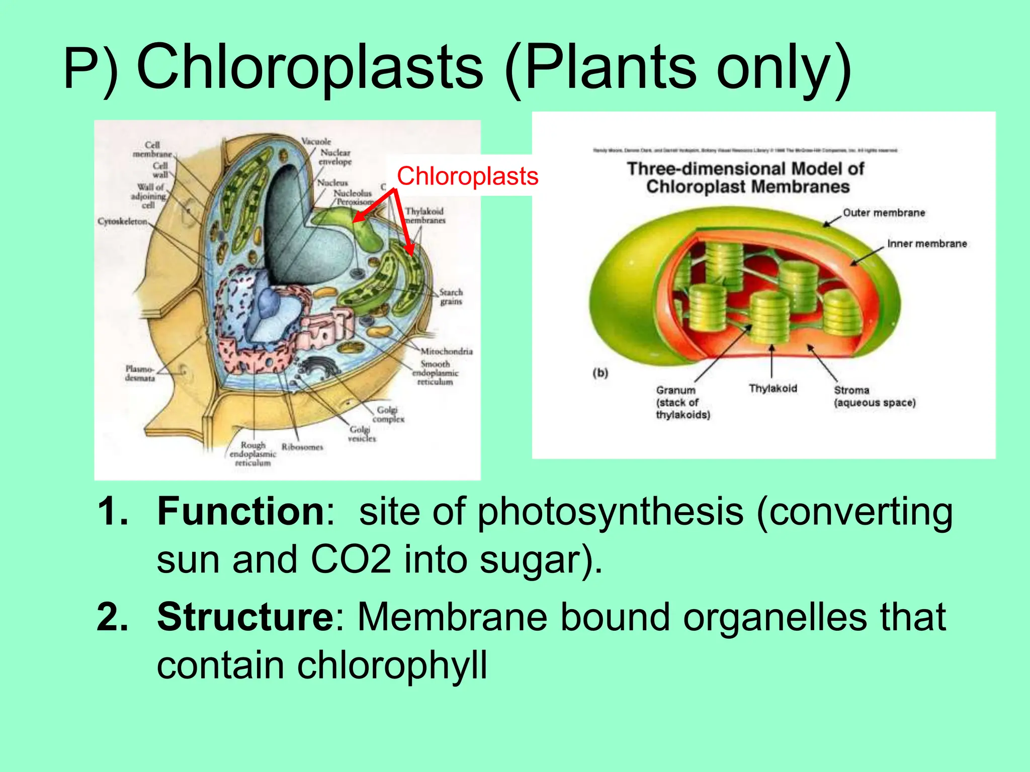 Cell_Organelles_Presentation and Cell Analogy Activity.pptx