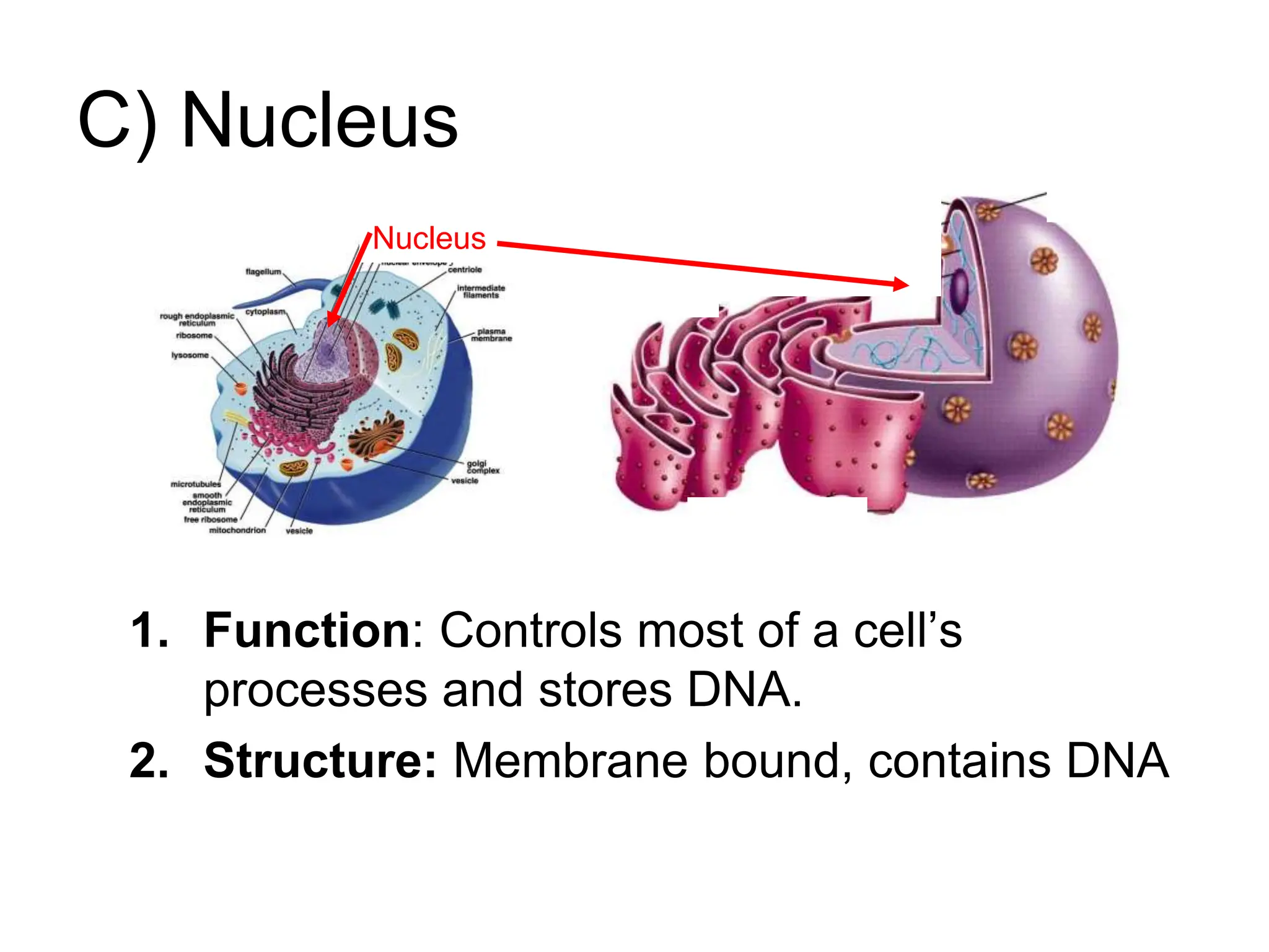 Cell_Organelles_Presentation and Cell Analogy Activity.pptx