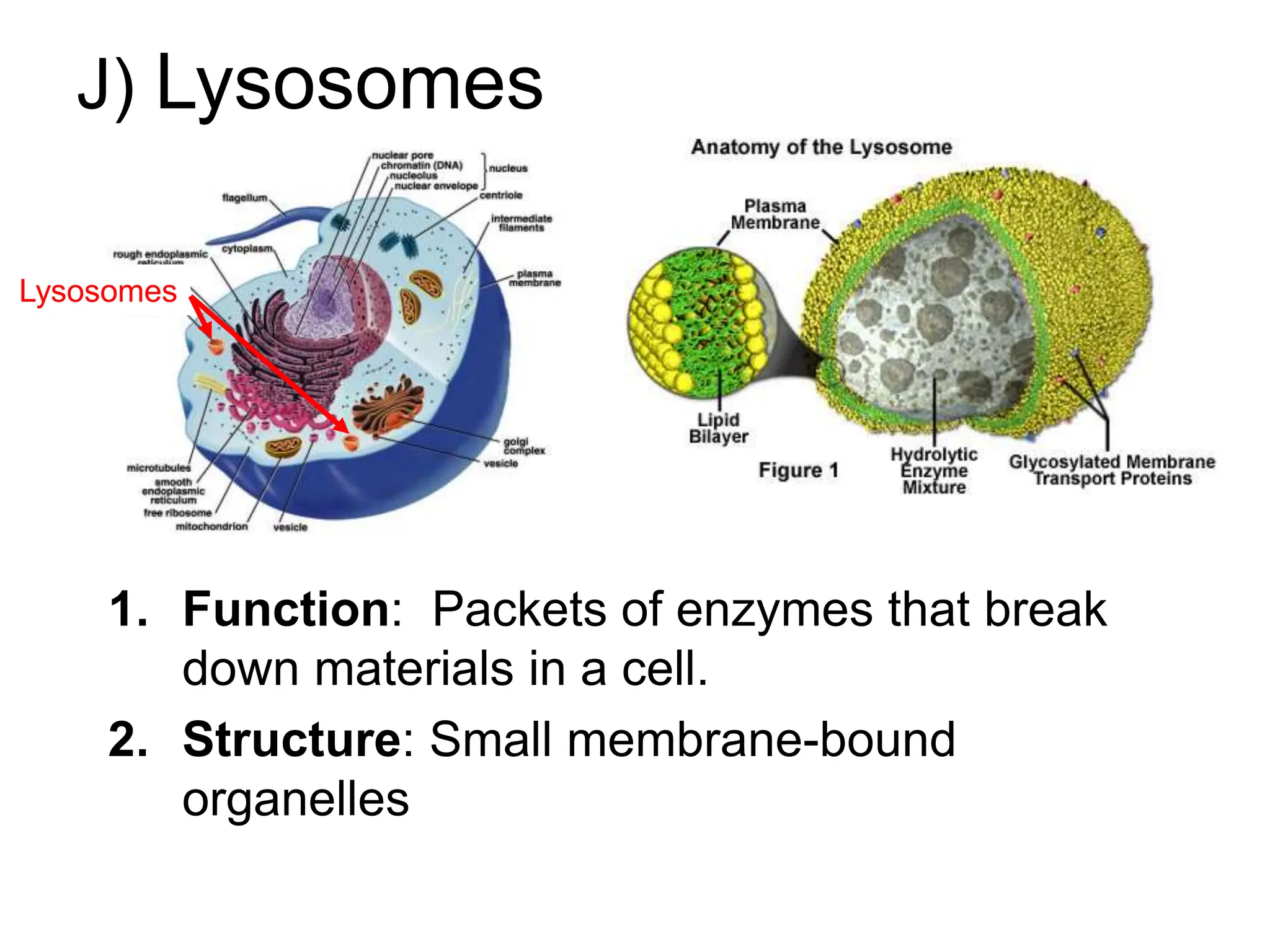 Cell_Organelles_Presentation and Cell Analogy Activity.pptx