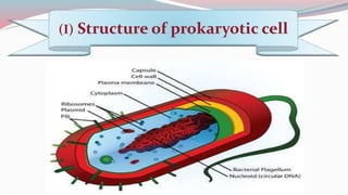 Cell organelles | PPTX