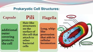 Cell organelles | PPT