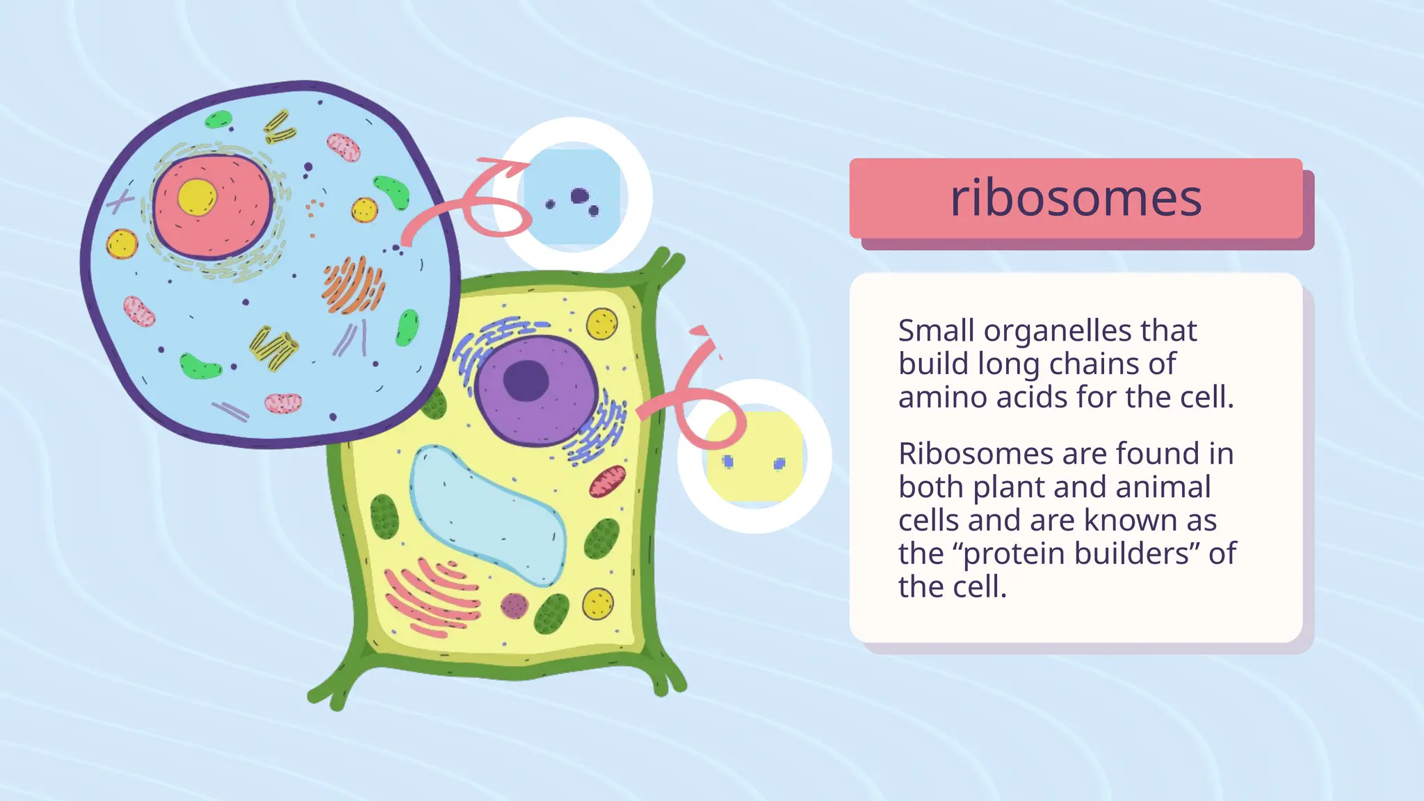The Organelles and Structures of Cell.pptx