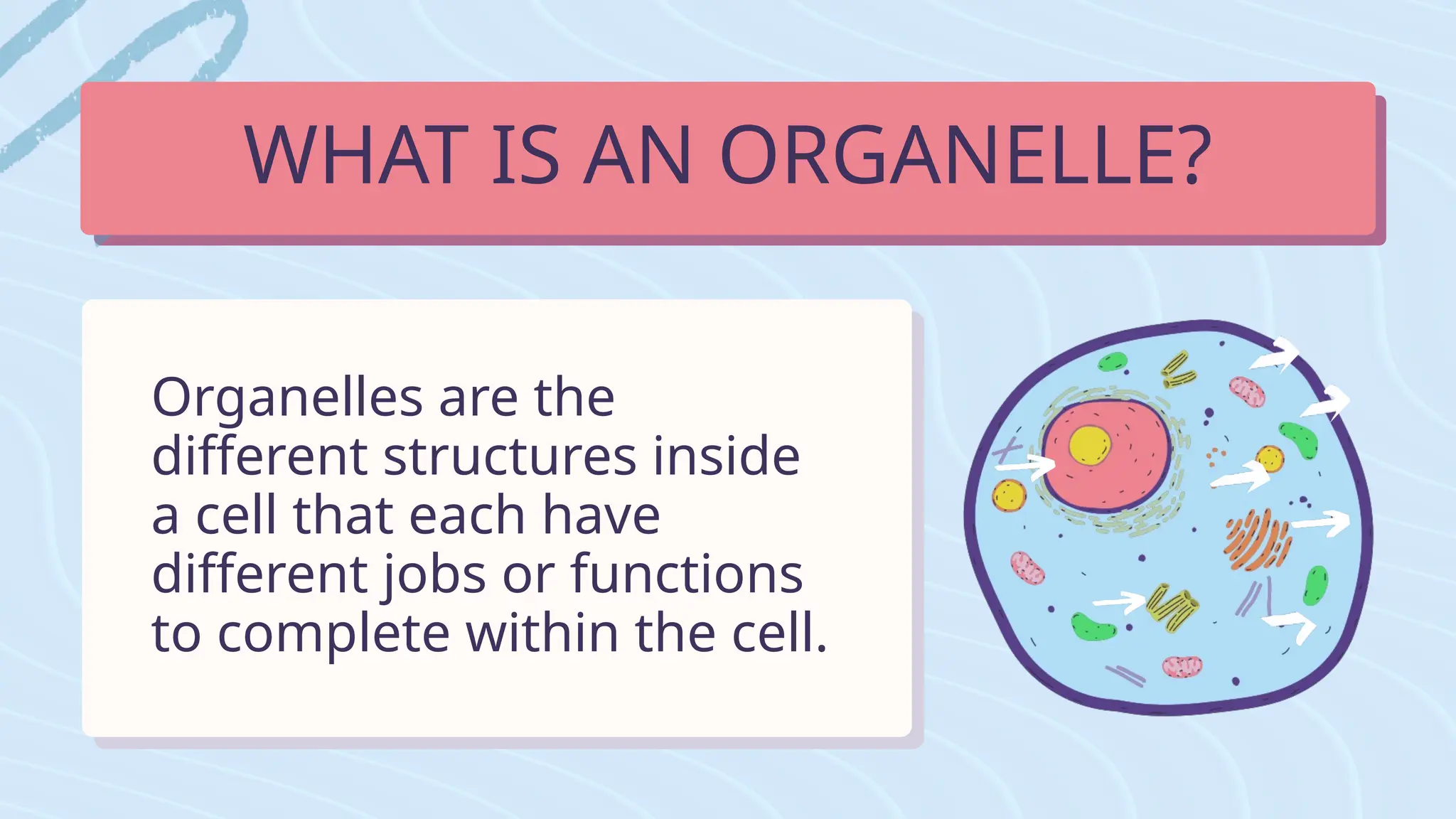 The Organelles and Structures of Cell.pptx