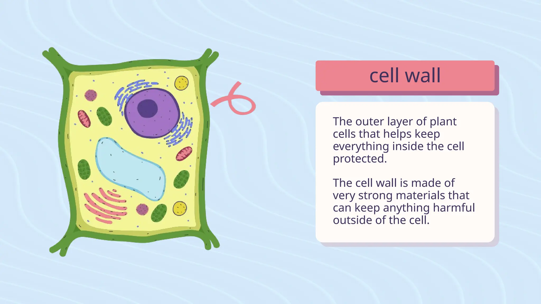 The Organelles and Structures of Cell.pptx