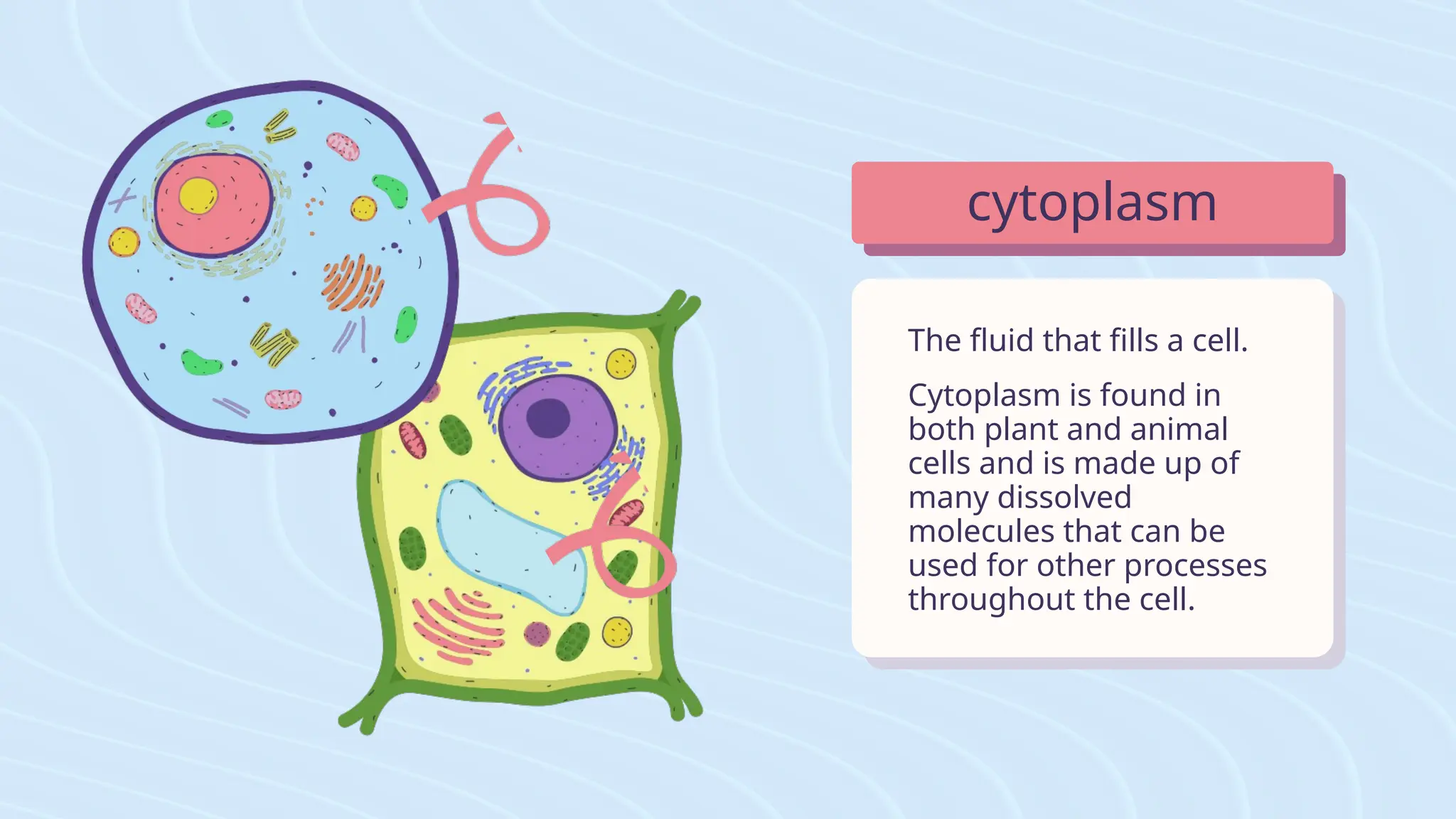 The Organelles and Structures of Cell.pptx