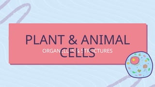 The Organelles and Structures of Cell.pptx