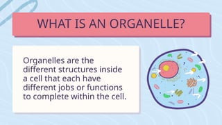 Cell Organelles & Structures Lesson Presentation in Blue and Pink Hand ...