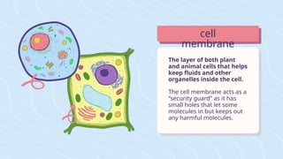 Cell Organelles & Structures Lesson Presentation in Blue and Pink Hand ...