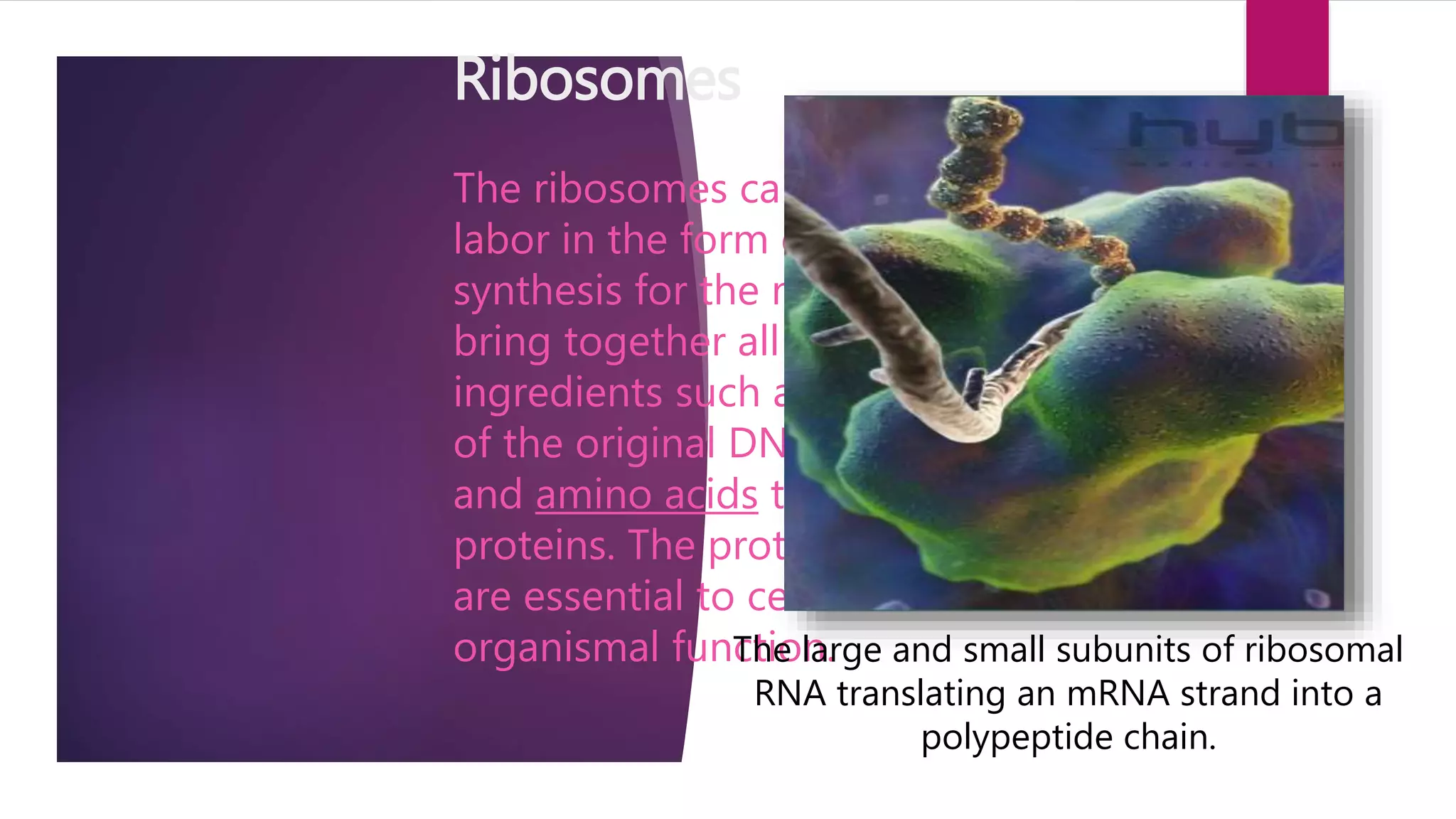 Cell Organelles & their Functions | PPTX