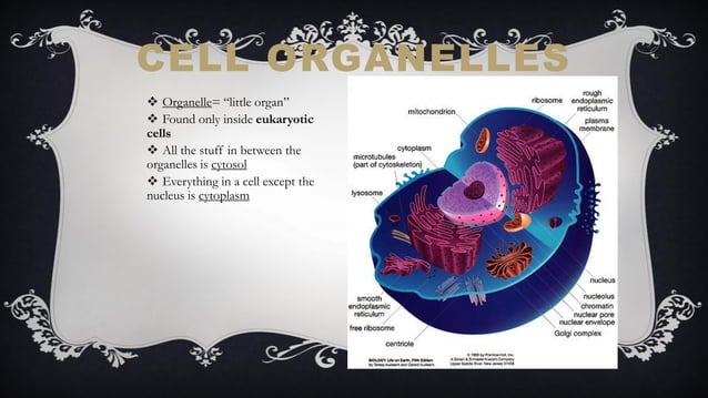 Zoology - Cell Organelle Vocabulary Reviewer PDF | PPT