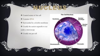 Zoology - Cell Organelle Vocabulary Reviewer PDF | PPT