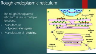 Cell organells [autosaved] | PPTX