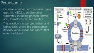 Cell organells [autosaved] | PPT