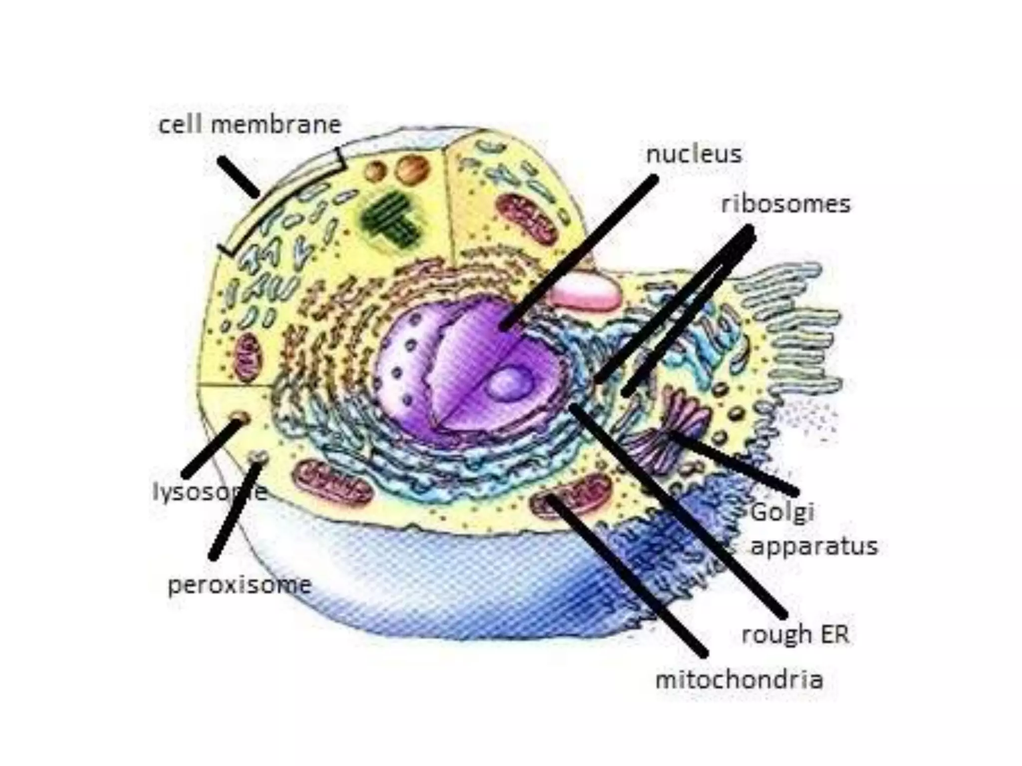 CELL ORGANELS AND FUNCTION.pptx