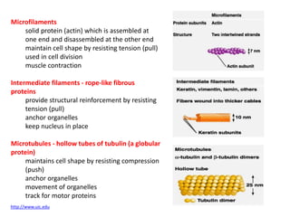 CELL ORGANELS AND FUNCTION.pptx