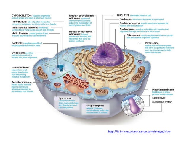 CELL ORGANELS AND FUNCTION.pptx