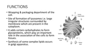 cell organisation .pptx
