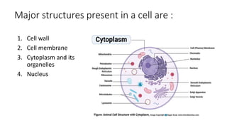 cell organisation .pptx