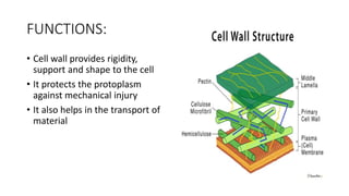 cell organisation .pptx