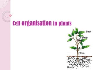 Cell organisation in plants | PPT
